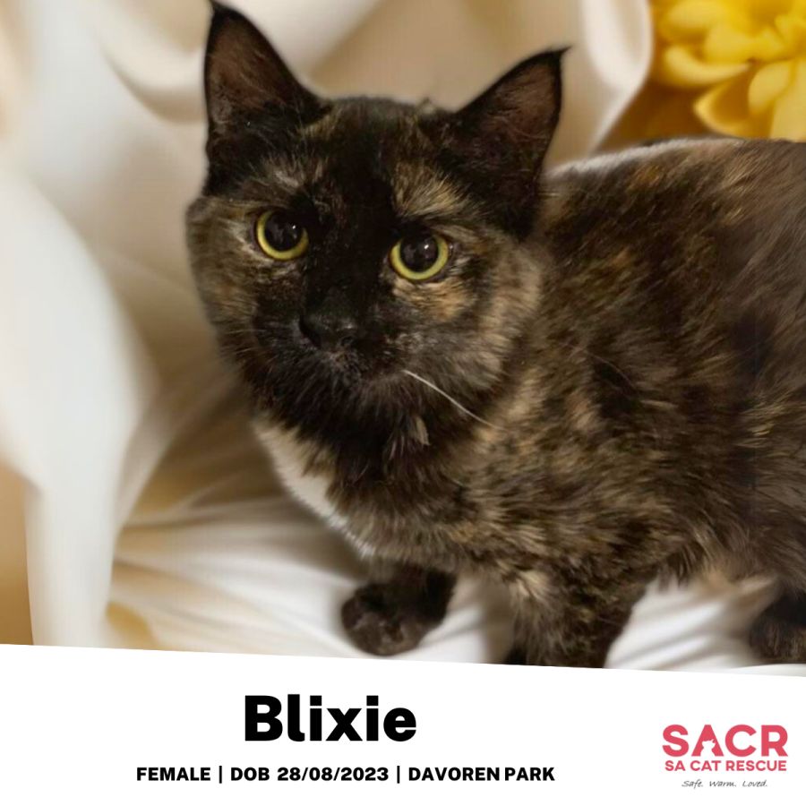 Blixie - Female Domestic Long Hair Cat in SA - PetRescue