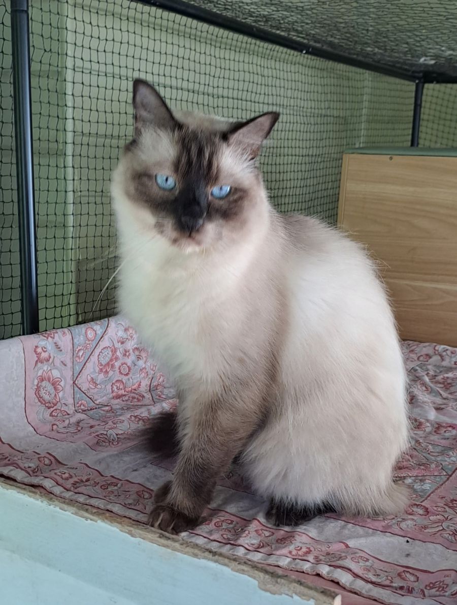 Reuben - Male Ragdoll Cat in QLD - PetRescue