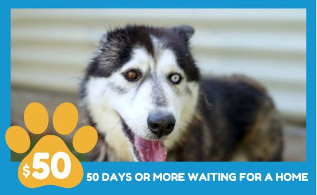 Willow - Large Female Maremma Sheepdog x Siberian Husky Mix Dog in VIC ...