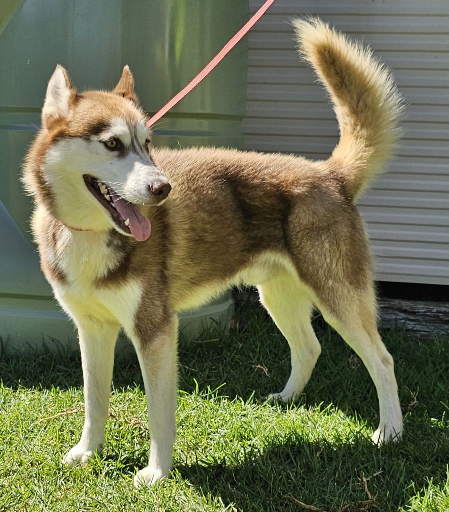 Mako - Large Male Siberian Husky Dog in NSW - PetRescue