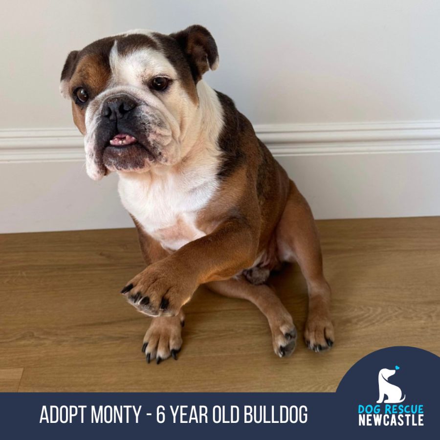 Monty - 6 Year Old Bulldog (Trial) - Medium Male British Bulldog x ...