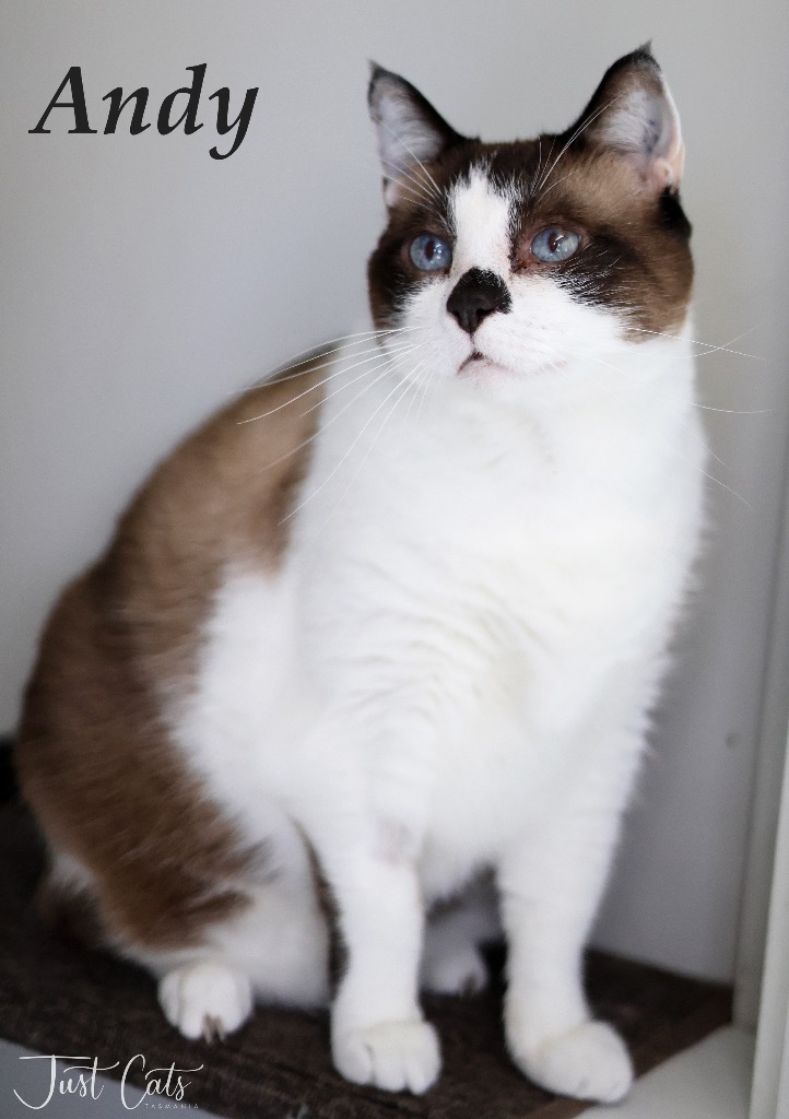 Andy - Male Snowshoe Cat in TAS - PetRescue
