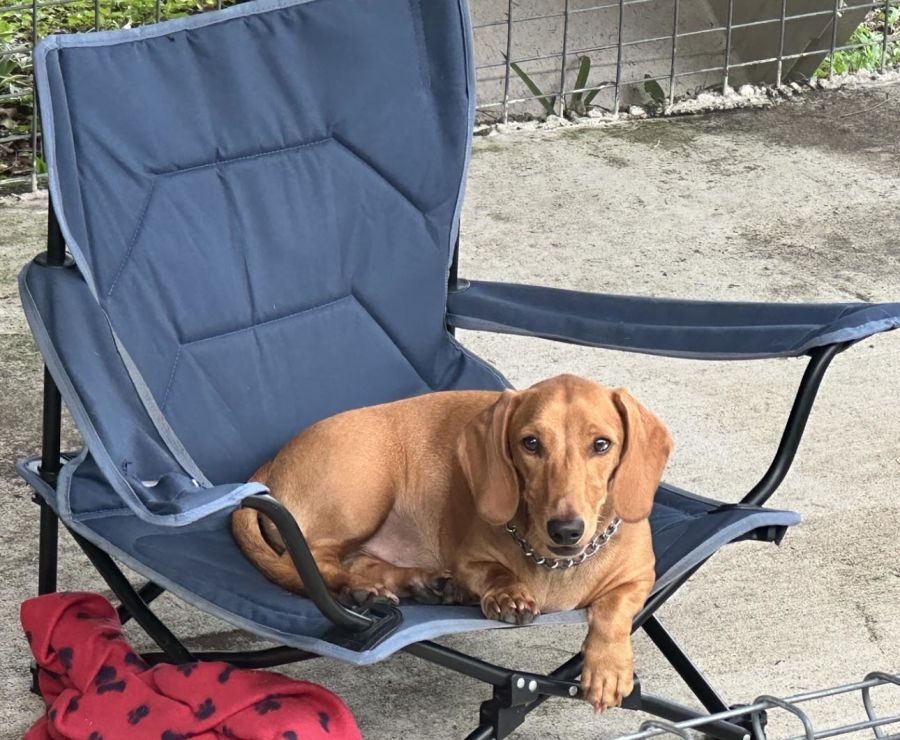 Frankie - Small Male Dachshund Dog in QLD - PetRescue