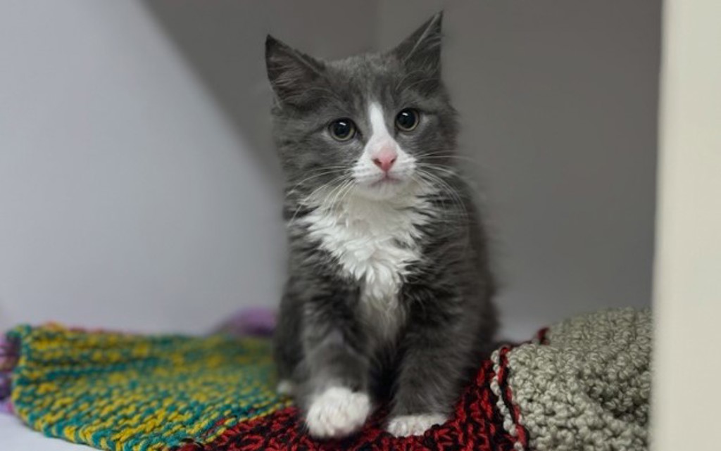 Minny - Female Domestic Medium Hair Mix Cat in VIC - PetRescue