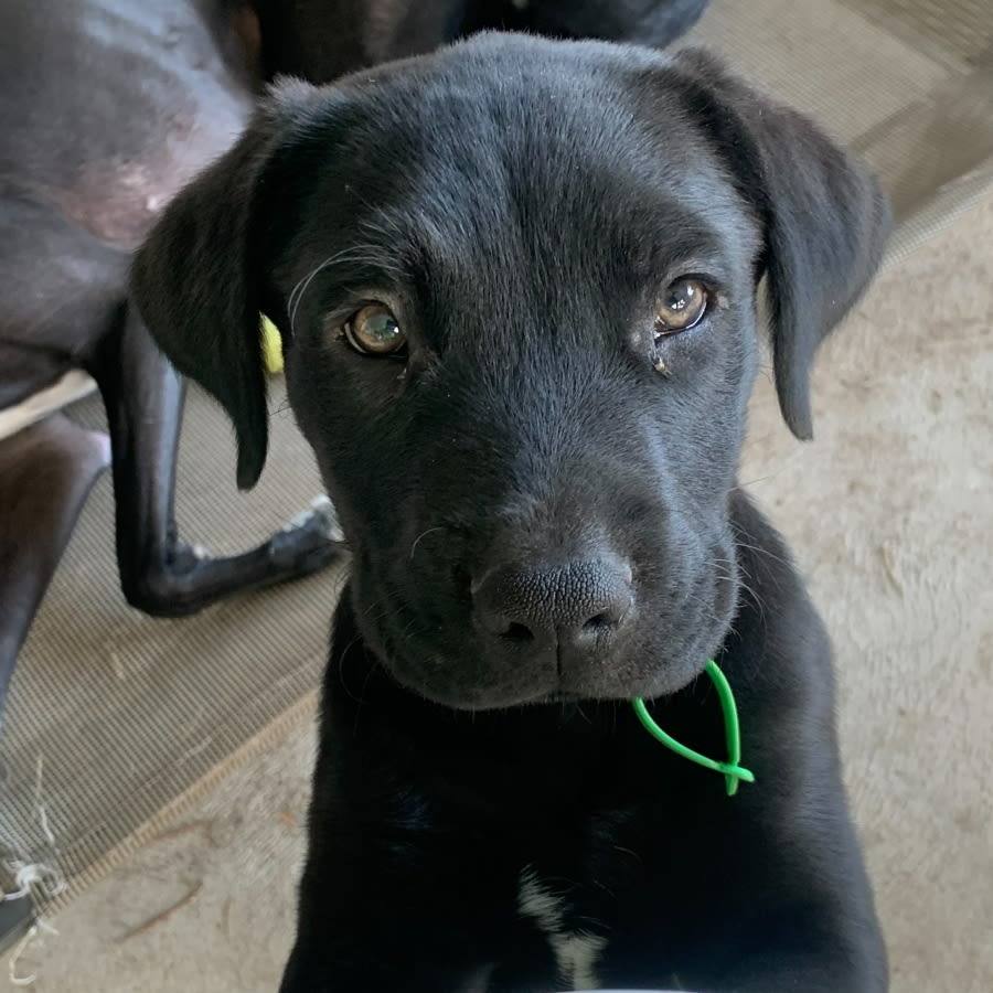 Tommy - Medium Male Labrador x Kelpie Mix Dog in NSW - PetRescue