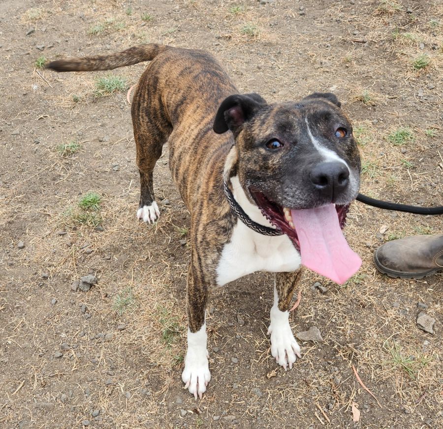 Flo - Medium Female Staffy Mix Dog in VIC - PetRescue