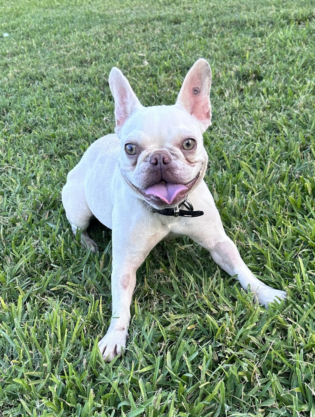 Duckie - Medium Female French Bulldog Mix Dog in QLD - PetRescue