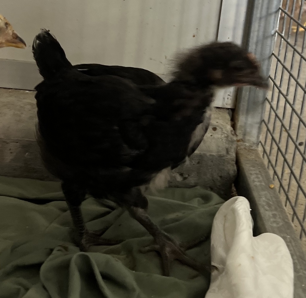 Velma - Female Chicken (Baby) Mix Fowl in QLD - PetRescue