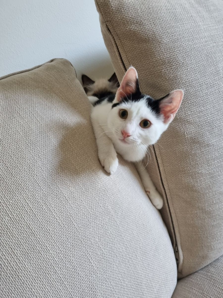 Mohawk - Male Domestic Short Hair Cat in NSW - PetRescue