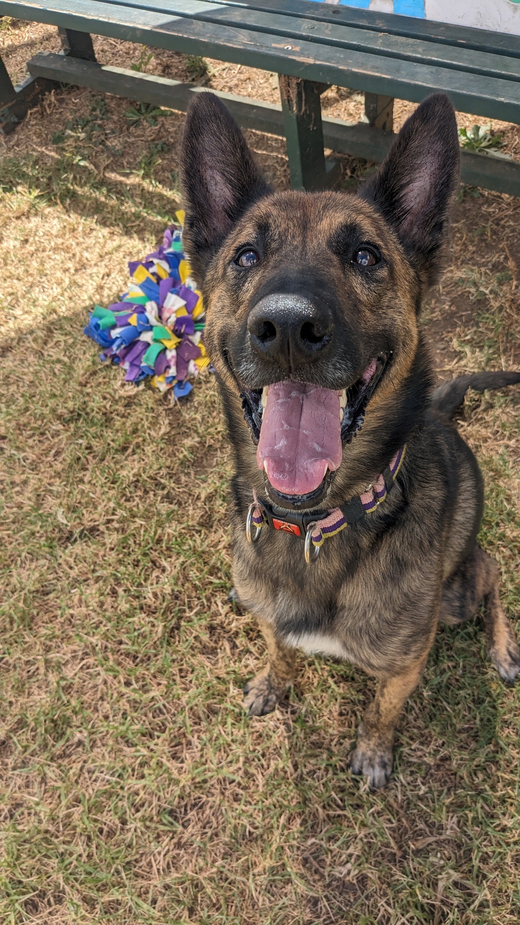Milo - Large Male German Shepherd Mix Dog in QLD - PetRescue