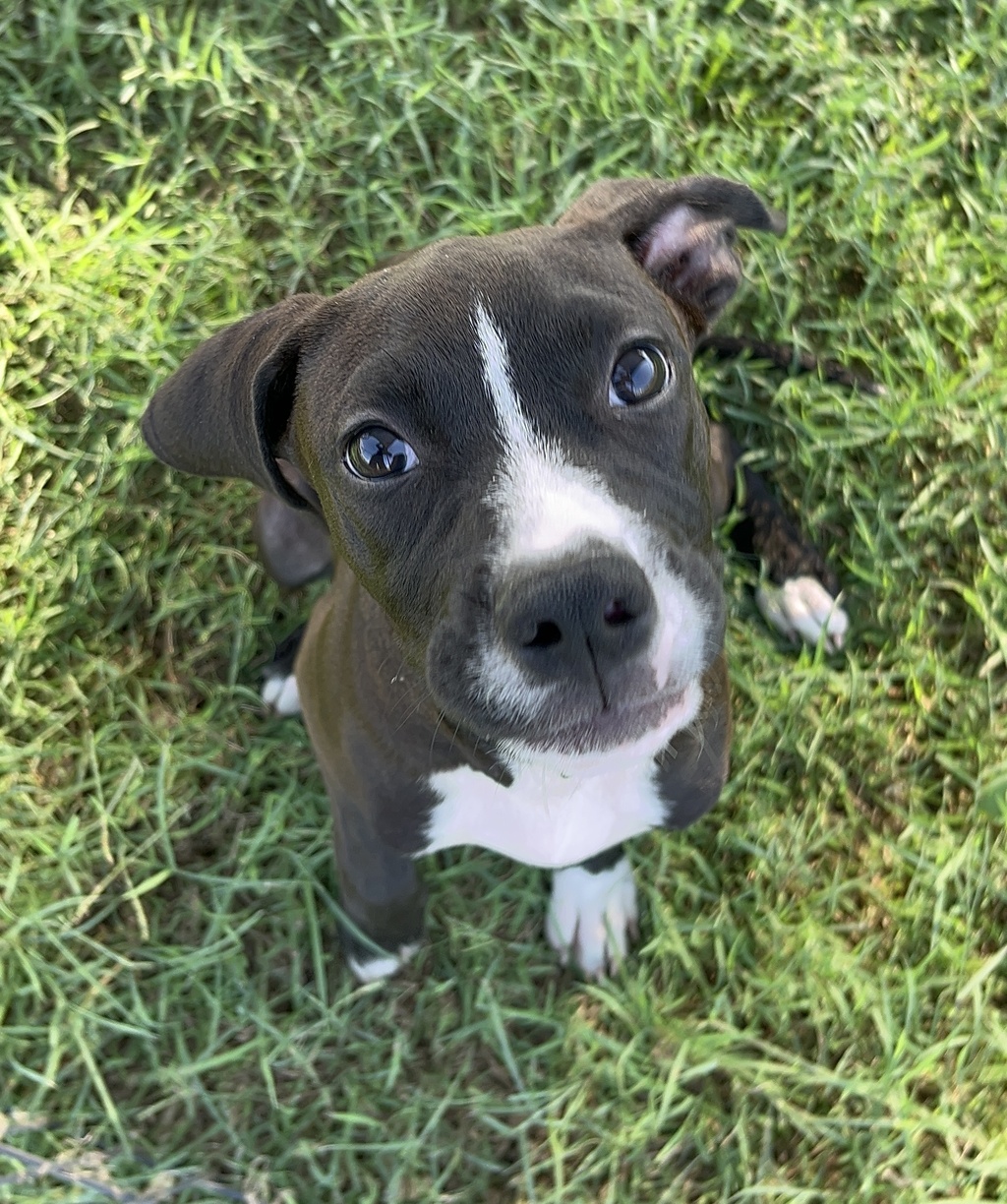 Garth - Medium Male Bull Arab x New Zealand Huntaway Mix Dog in QLD - PetRescue