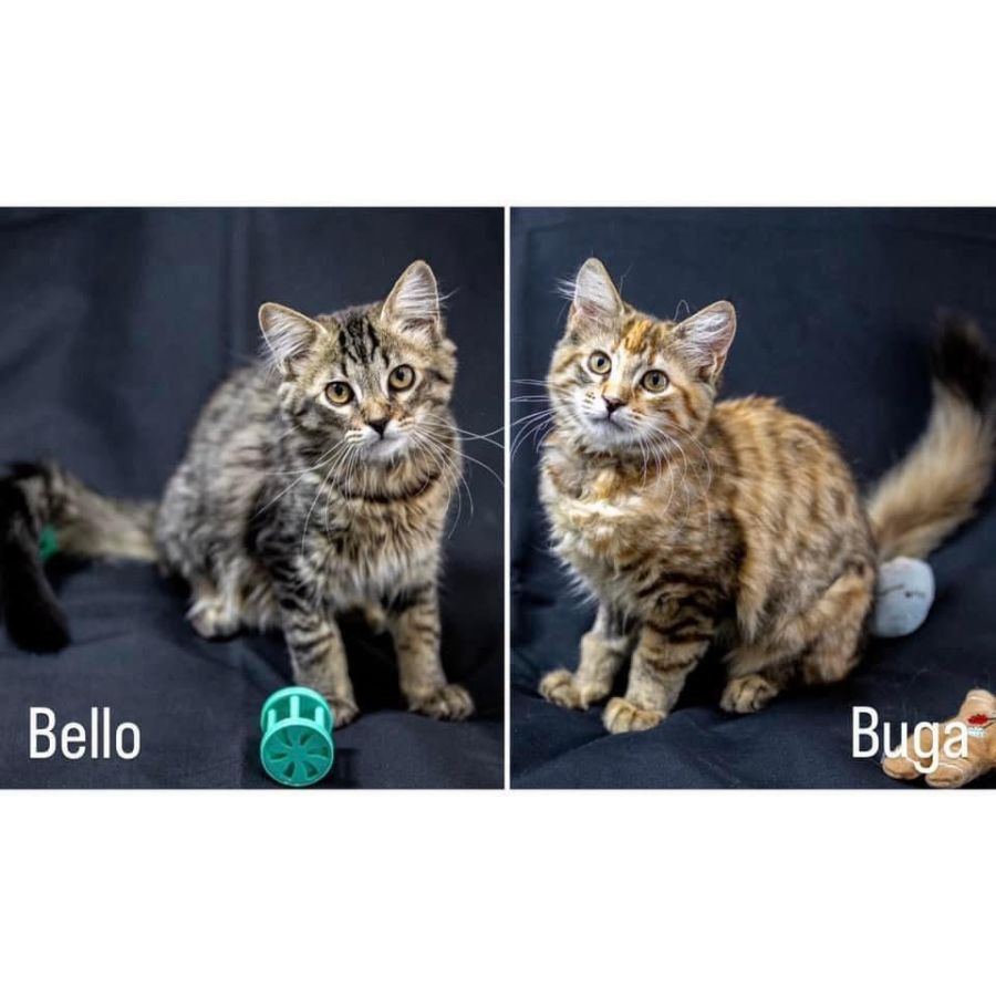 10528/9 - Buga & Bello - Female Domestic Medium Hair Cat in WA - PetRescue