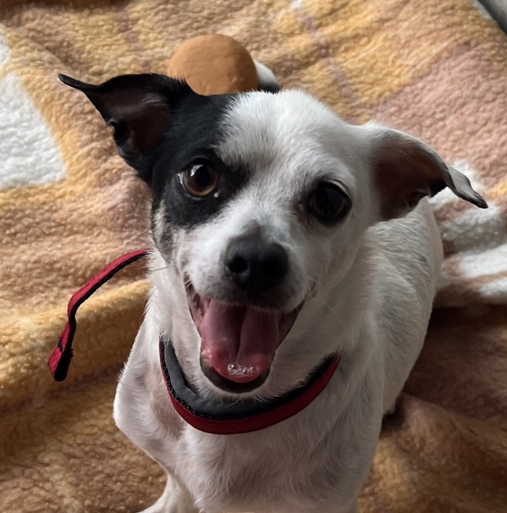 Peppi - Small Male Chihuahua x Miniature Fox Terrier Mix Dog in QLD ...