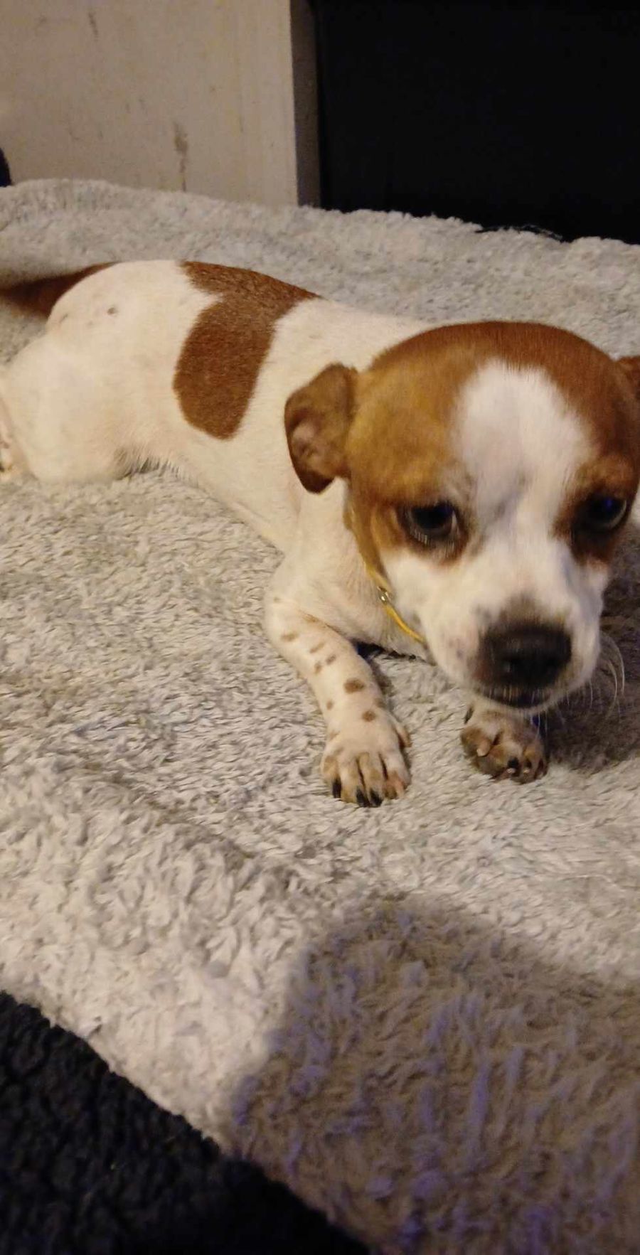 Maple - Small Female Pug x Jack Russell Terrier Dog in QLD - PetRescue