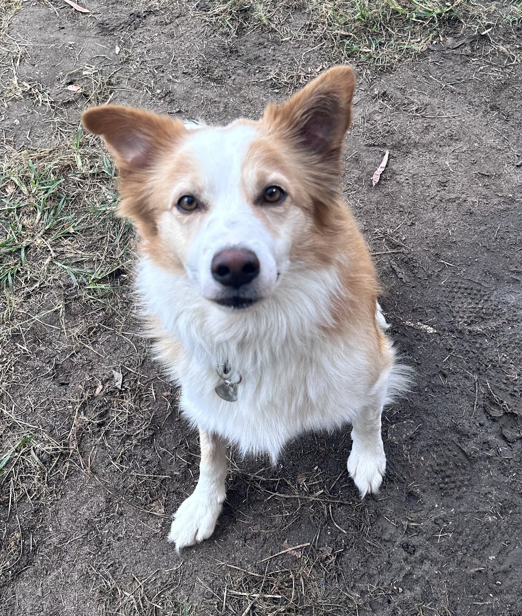 Sammy - Medium Male Border Collie Mix Dog in QLD - PetRescue