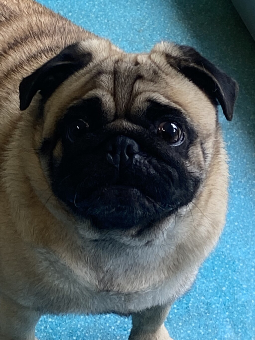 RSPCA Noosa - PetRescue