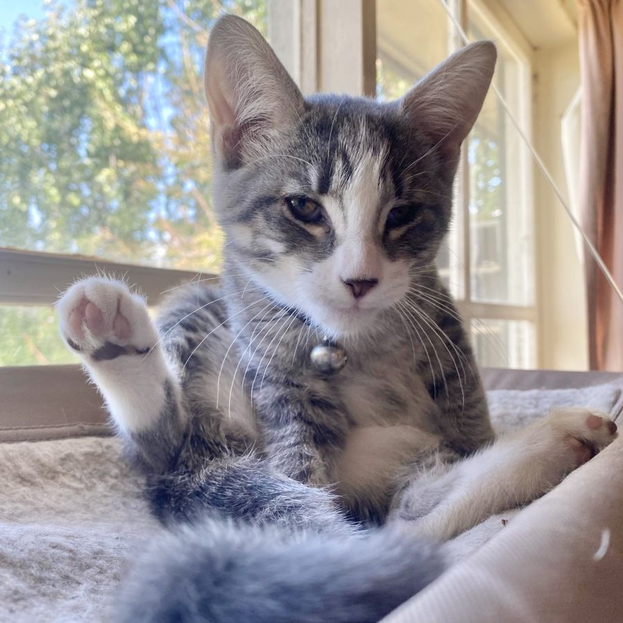 Fraulein - Female Domestic Short Hair Cat in VIC - PetRescue