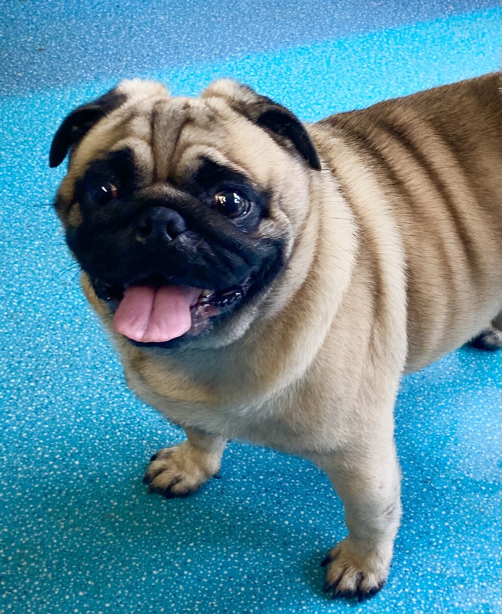 Pablo - Medium Male Pug Mix Dog in QLD - PetRescue