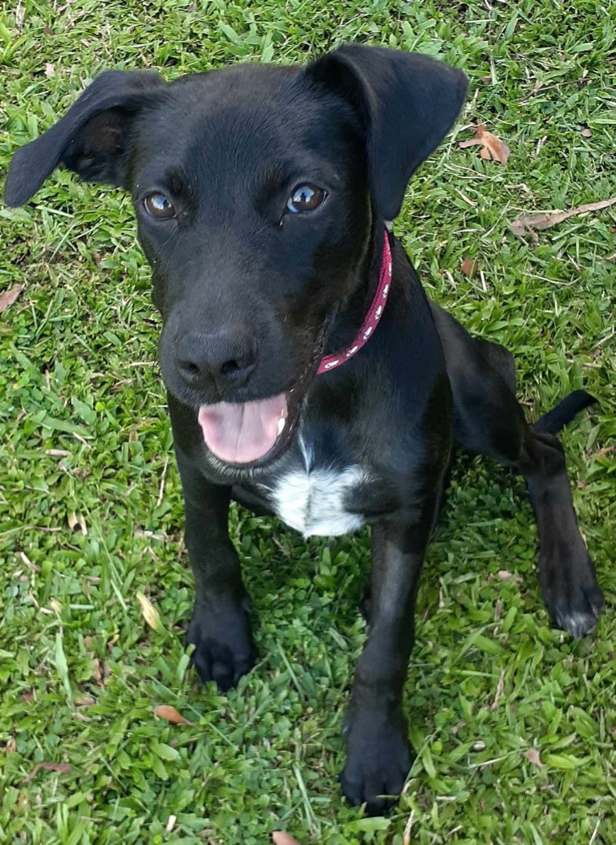 Penny - Medium Female Labrador Mix Dog in QLD - PetRescue