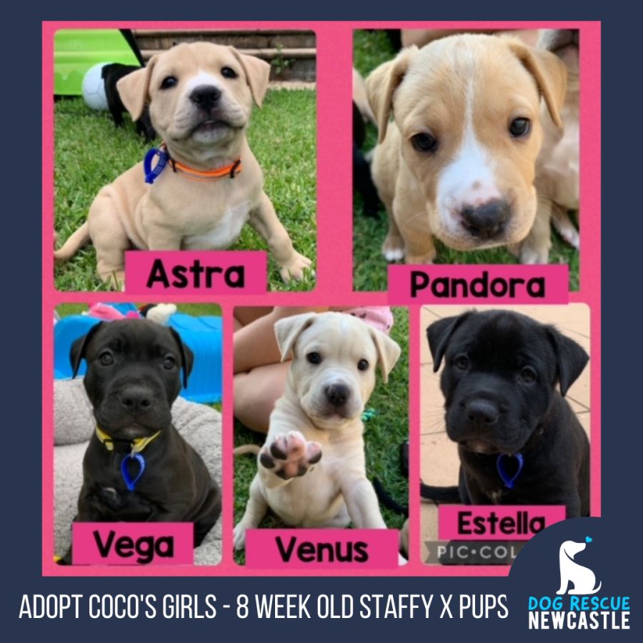 Coco's Girls - 8 Week Old Staffy Puppies - Large Female Staffy Mix Dog ...