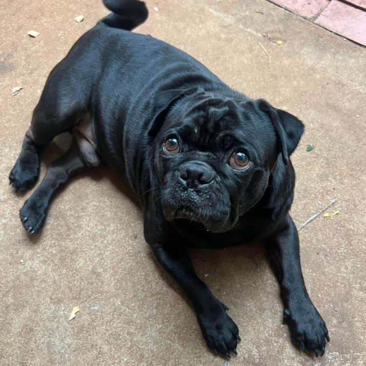 Spud - Small Male Pug x Mixed Breed Mix Dog in WA - PetRescue