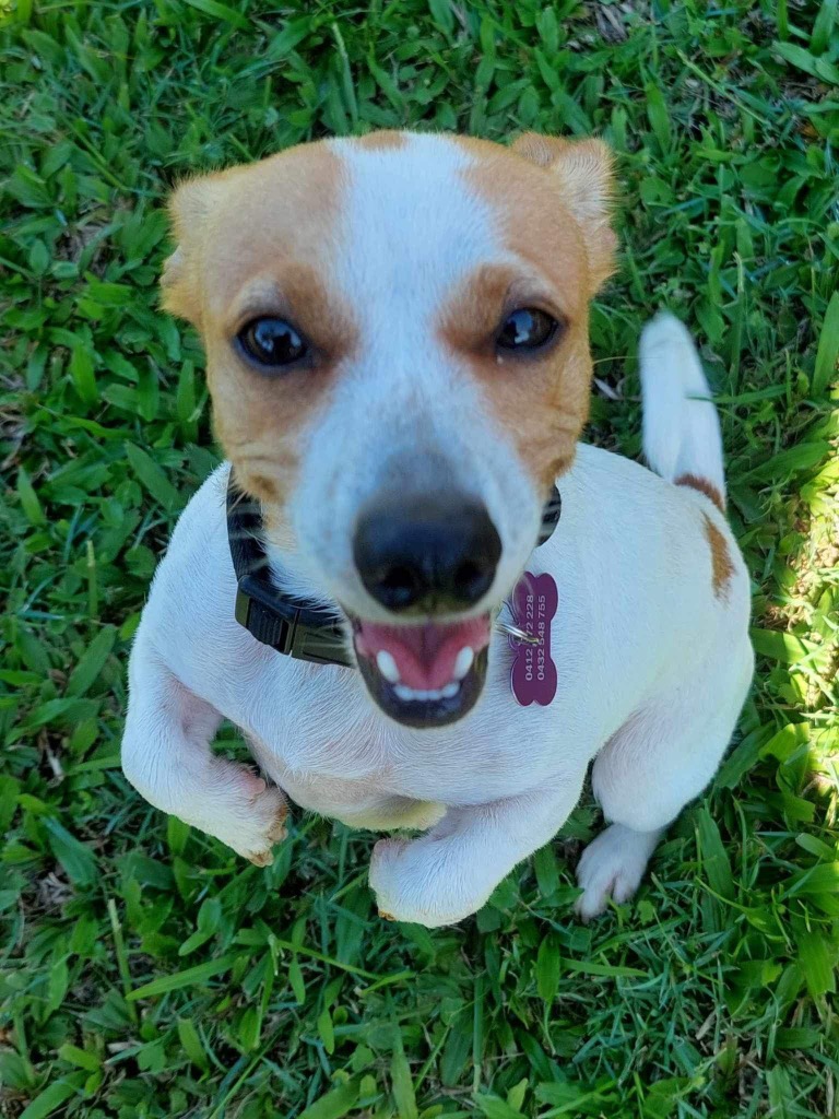 Honey - Small Female Fox Terrier Mix Dog in QLD - PetRescue