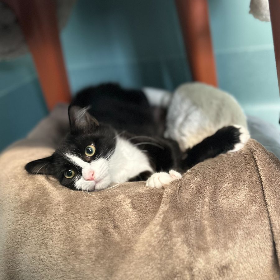 Razzle - Male Domestic Short Hair Cat in VIC - PetRescue