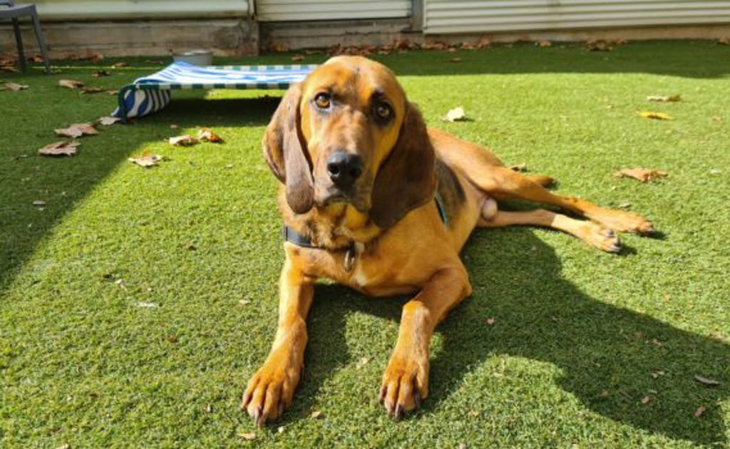 Copper - Medium Male Bloodhound Mix Dog in VIC - PetRescue