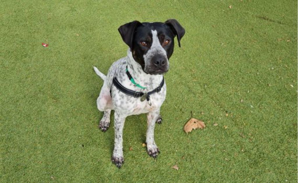 Ruth Pointer - Large Female English Pointer Mix Dog in VIC - PetRescue
