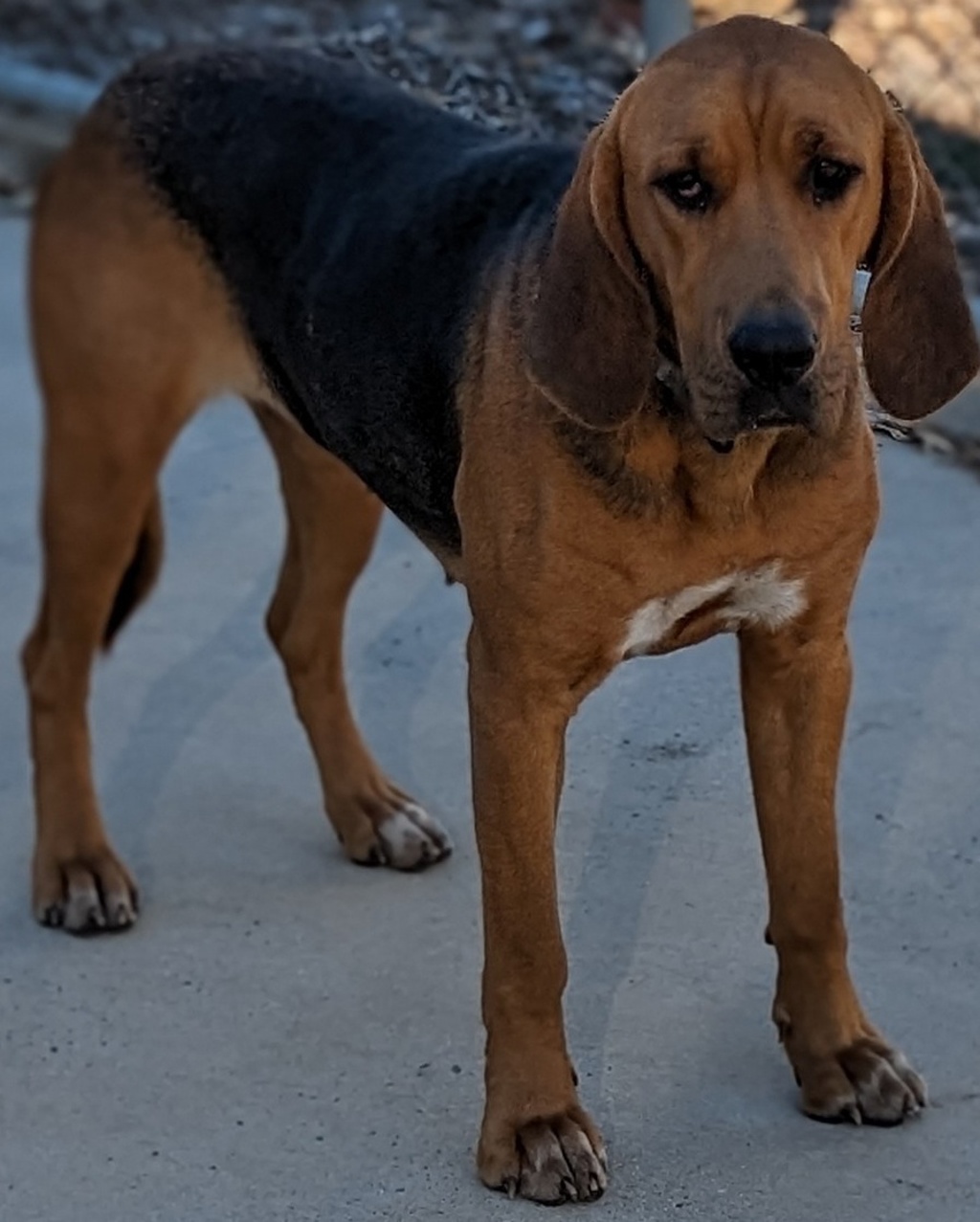 Trixie - Large Female Bloodhound Mix Dog in VIC - PetRescue