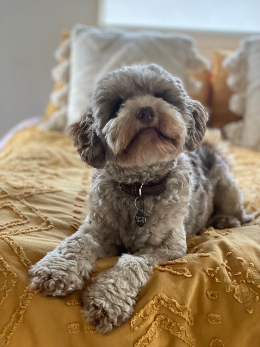 Brody - Medium Male Cavoodle Dog in VIC - PetRescue