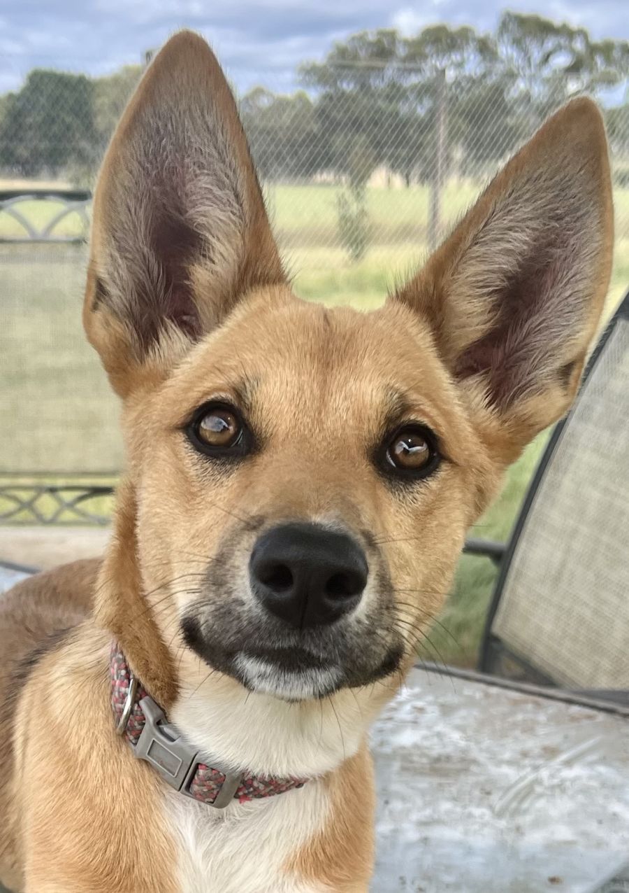 Honey - Medium Female Dingo Dog in NSW - PetRescue