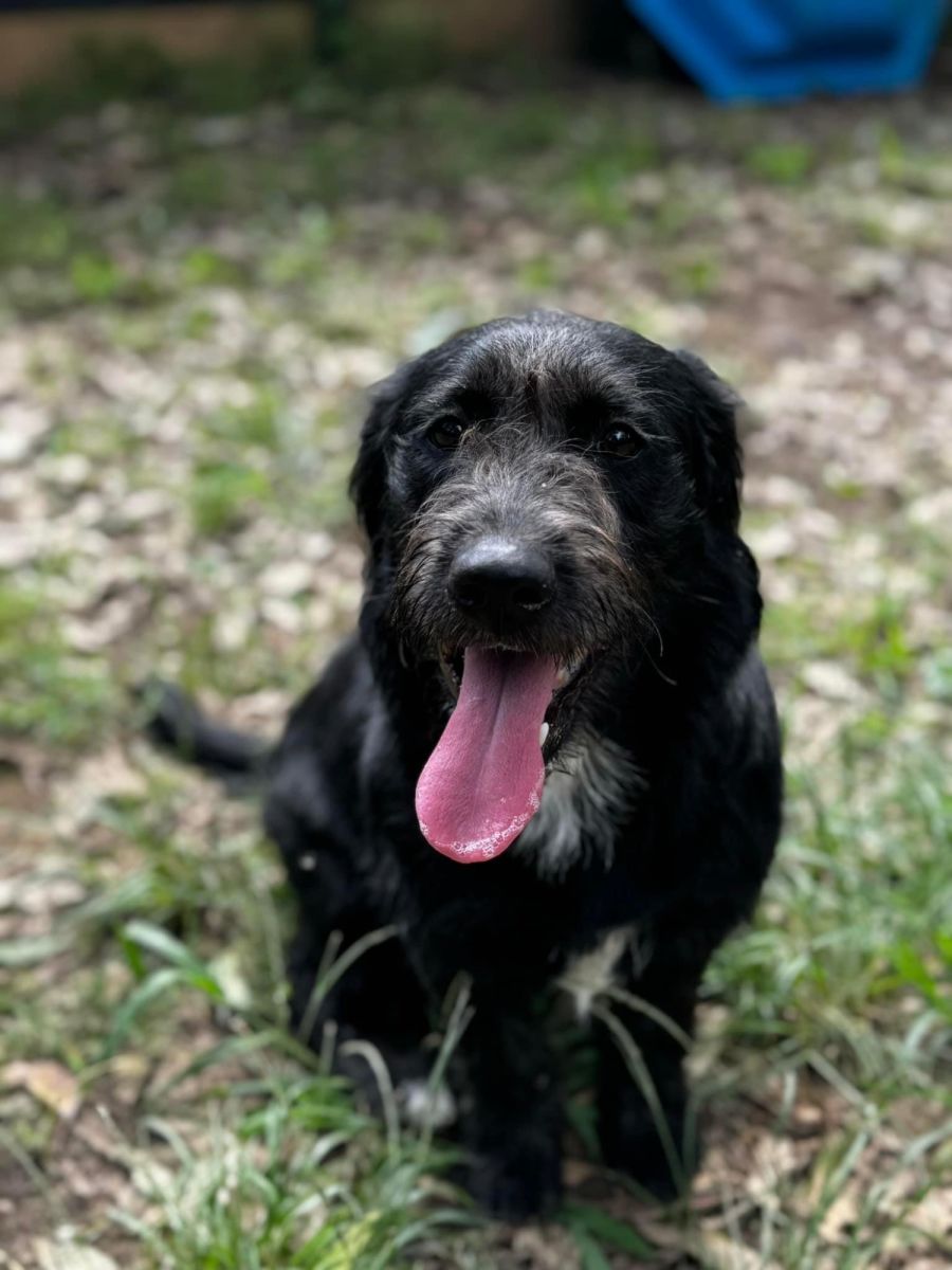 Lettie - Small Female Shih Tzu x Labrador Mix Dog in NSW - PetRescue