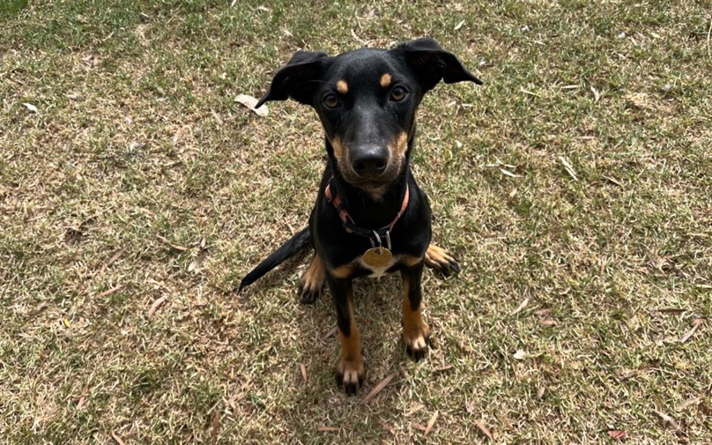 Zippy - Medium Female Kelpie Mix Dog in VIC - PetRescue