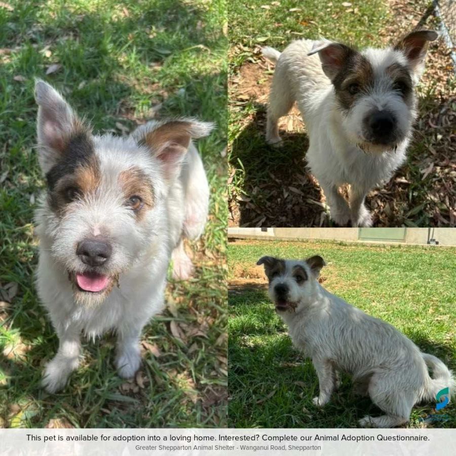 Otto - Small Male Terrier Mix Dog in VIC - PetRescue