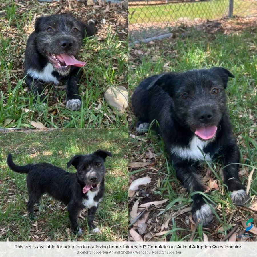 Barney - Small Male Terrier Mix Dog in VIC - PetRescue