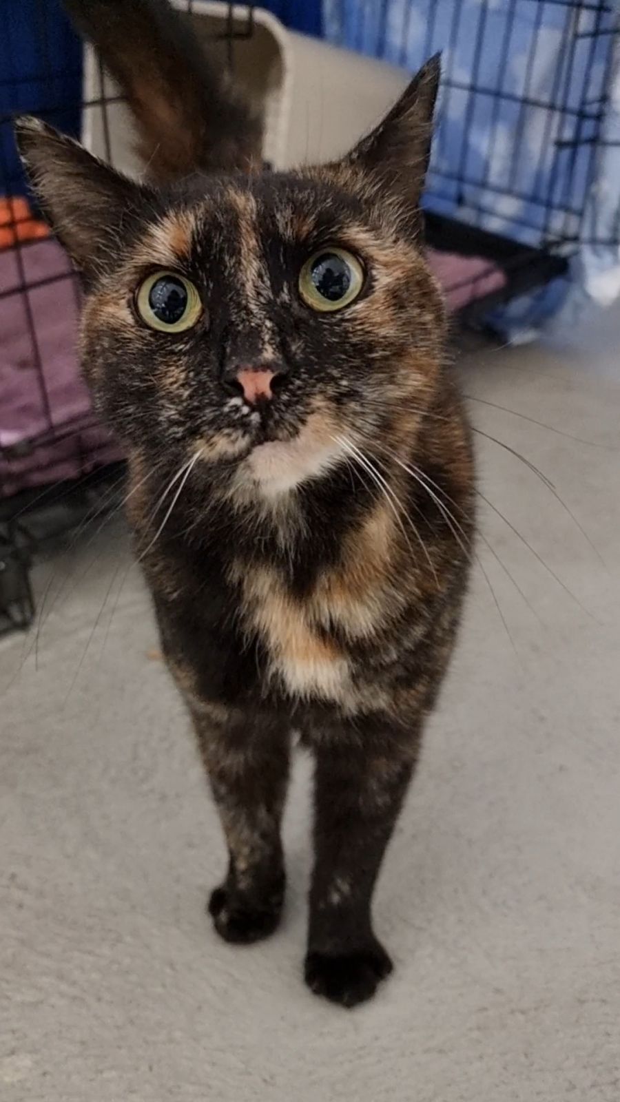 Imogen - Female Domestic Short Hair Cat in VIC - PetRescue