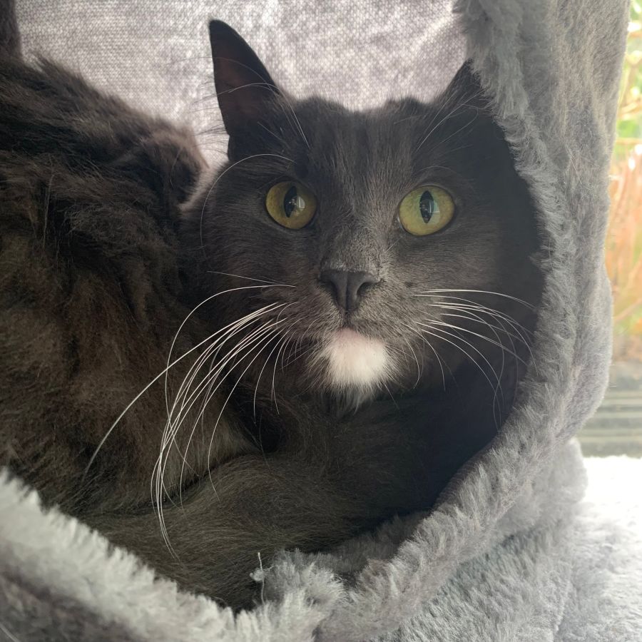 Sooty - Female Russian Blue Cat in VIC - PetRescue