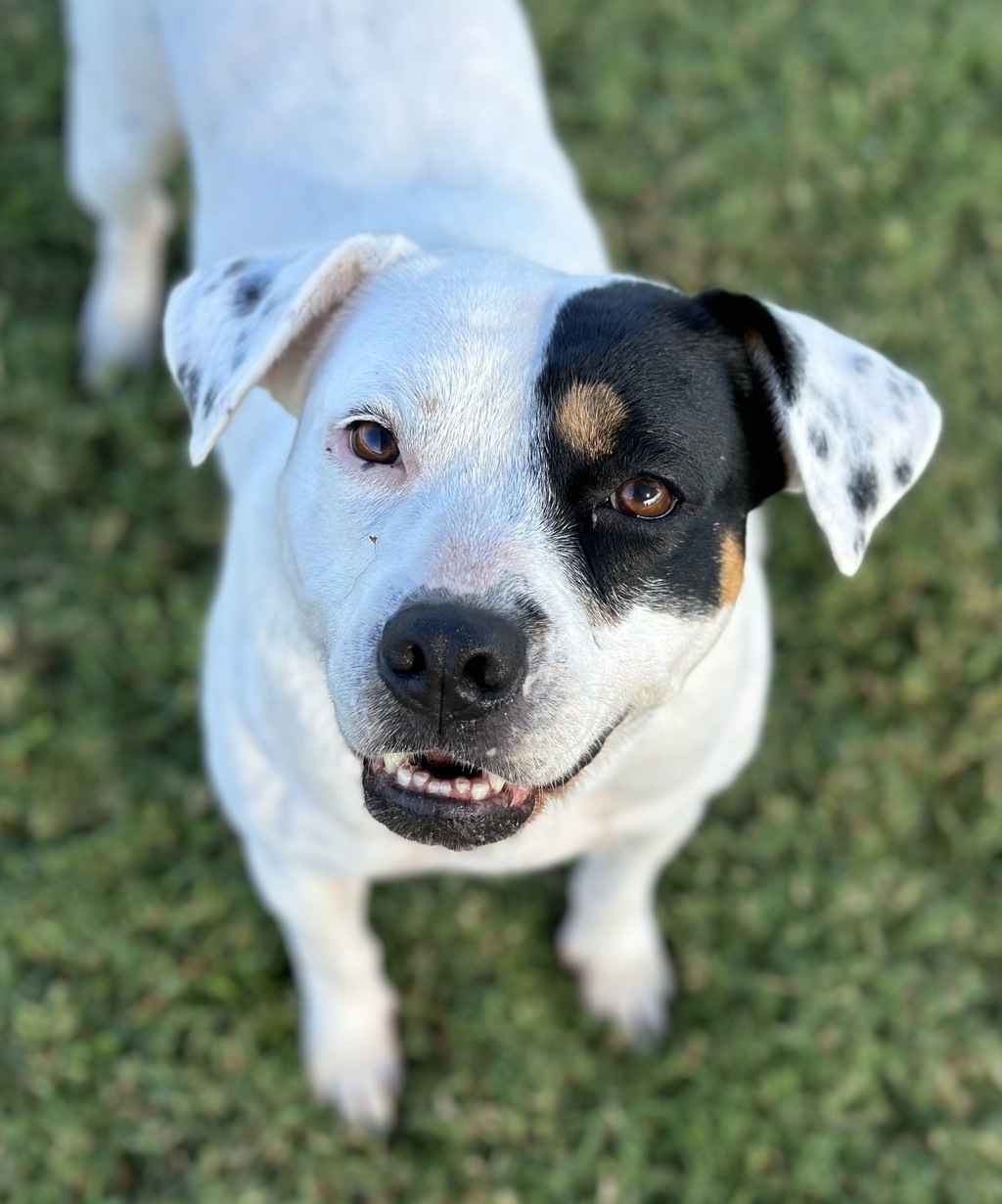 Shakey - Medium Female Bull Arab Mix Dog in QLD - PetRescue