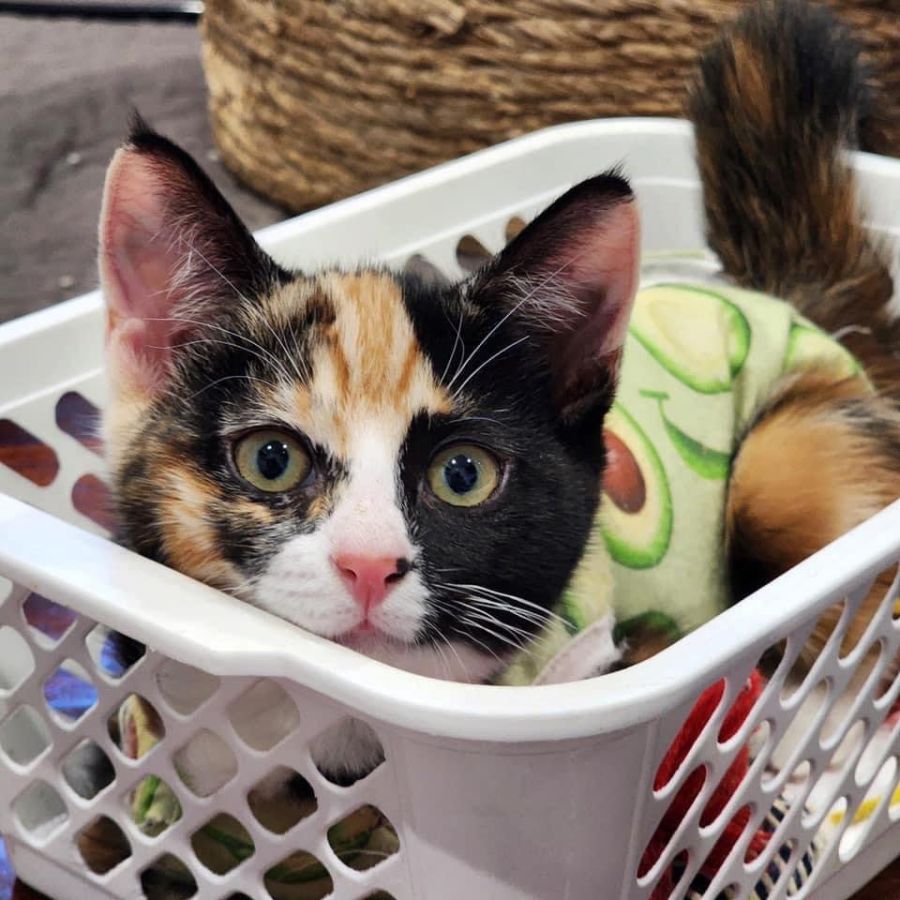 10280 - Calista - Female Domestic Short Hair Cat in WA - PetRescue