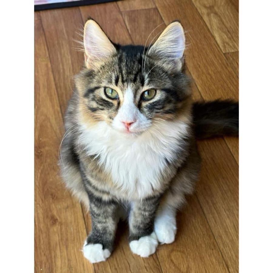 10212 - Lil Wayne - Male Domestic Short Hair Cat in WA - PetRescue