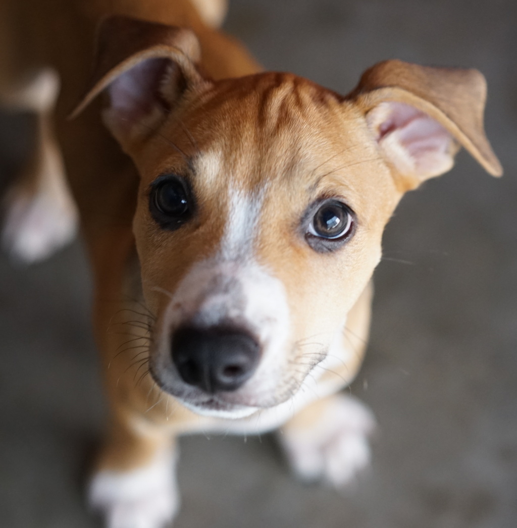 Stewie - Medium Male American Staffordshire Bull Terrier Mix Dog in QLD ...