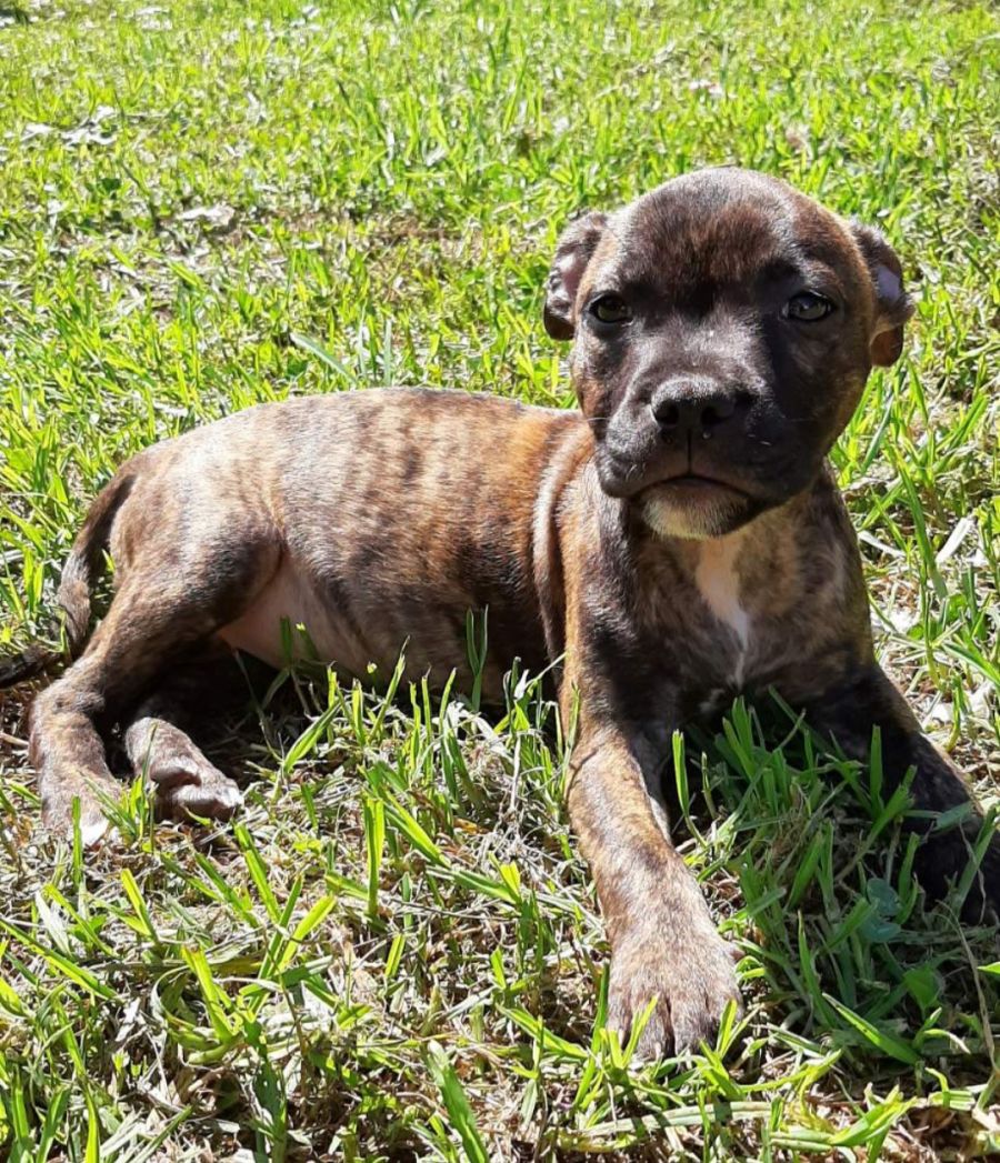 Bess - Medium Female Staffy Dog in NSW - PetRescue