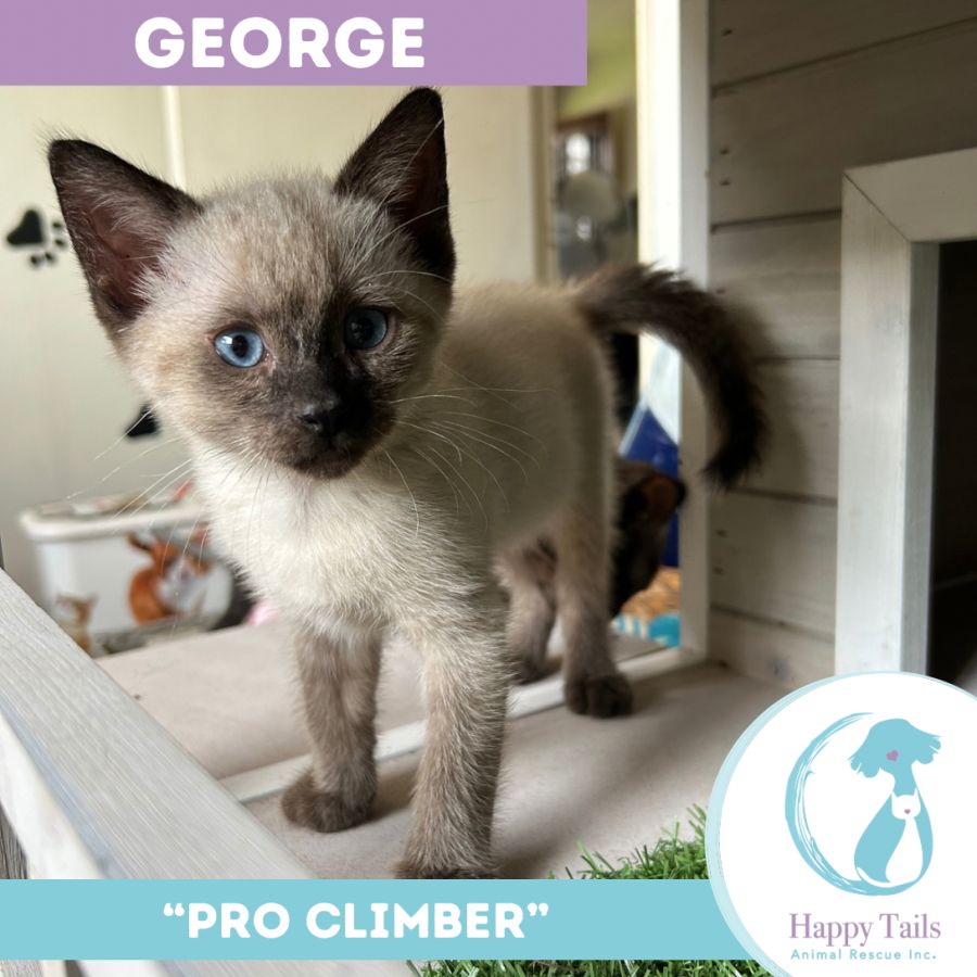 George - Male Siamese Mix Cat in QLD - PetRescue