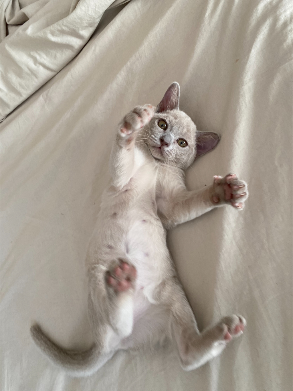 Juju Bee - Female Burmese Mix Cat in WA - PetRescue