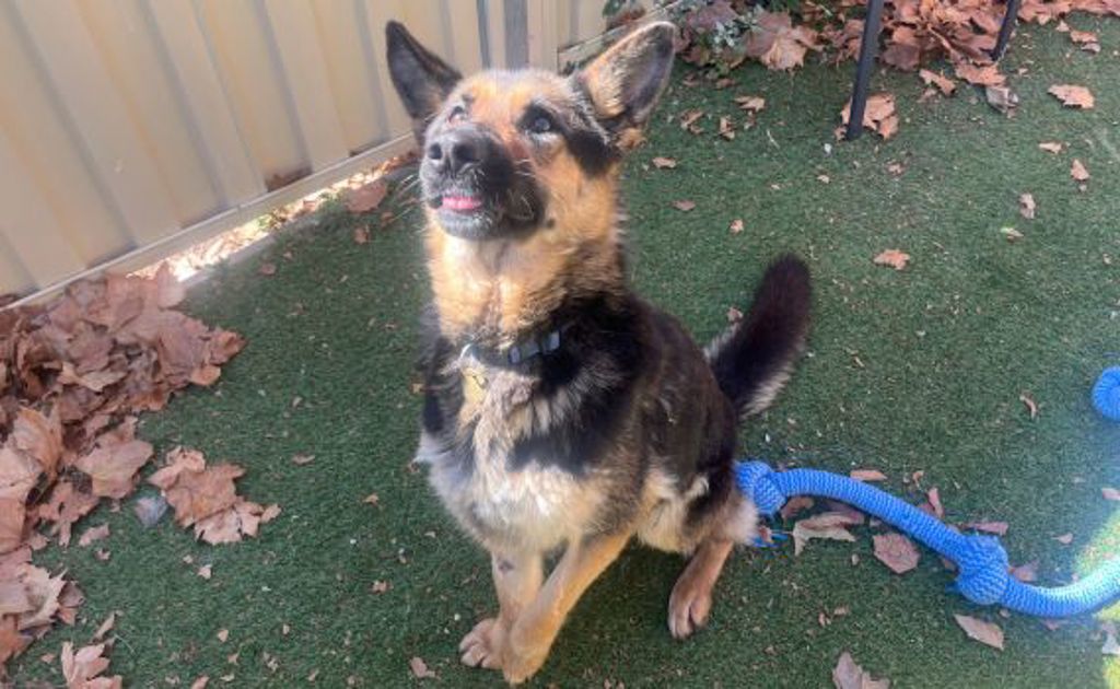The Lost Dogs' Home - North Melbourne - PetRescue