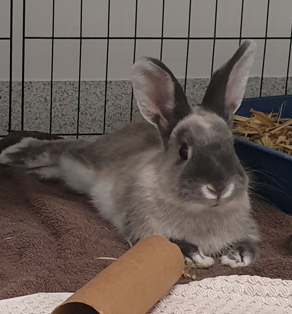 Bubbles - Male Dwarf x Rex Mix Rabbit in VIC - PetRescue