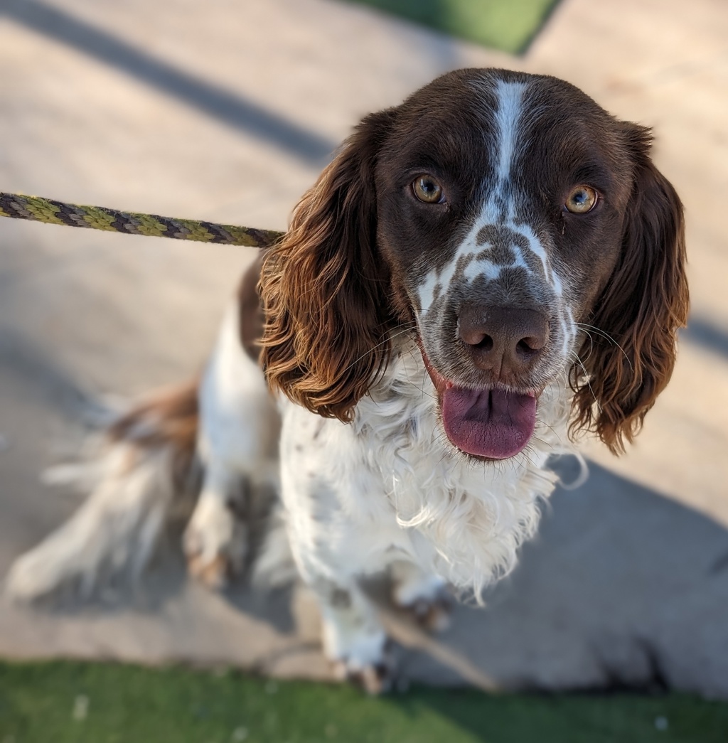 Ziggy - Medium Male English Springer Spaniel Mix Dog in VIC - PetRescue