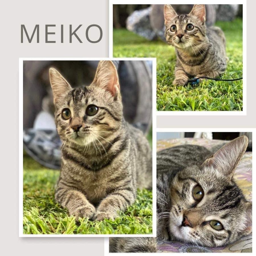 10324 - Meiko - Female Domestic Short Hair Cat in WA - PetRescue