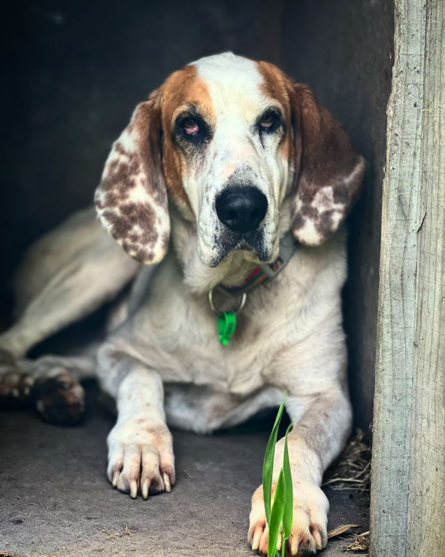 Chrissie - Large Female Bloodhound x Foxhound, English Mix Dog in VIC ...